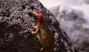 How Cave Creatures Survive Without Sunlight: The Science of Troglobites ...