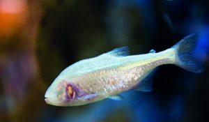 The Mysterious Creatures That Live in Total Darkness - GuideCave.com