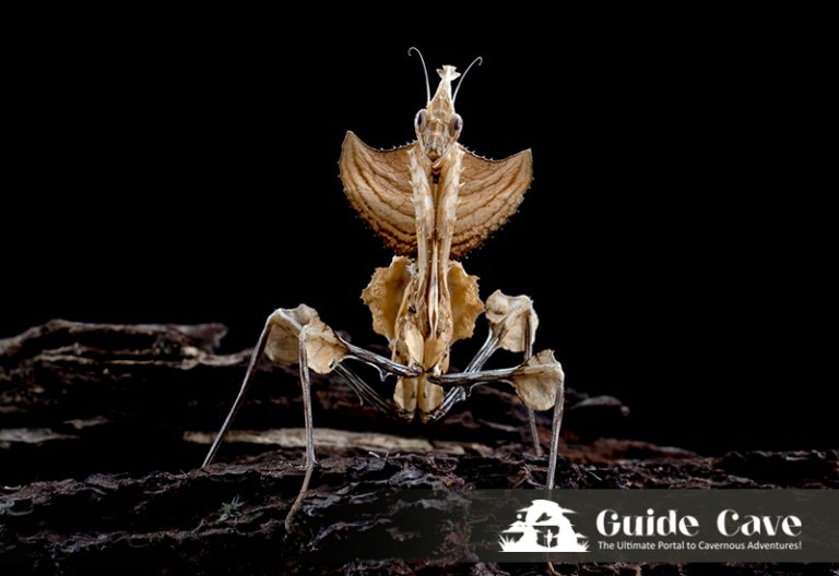 How Cave Creatures Survive Without Sunlight: The Science of Troglobites ...